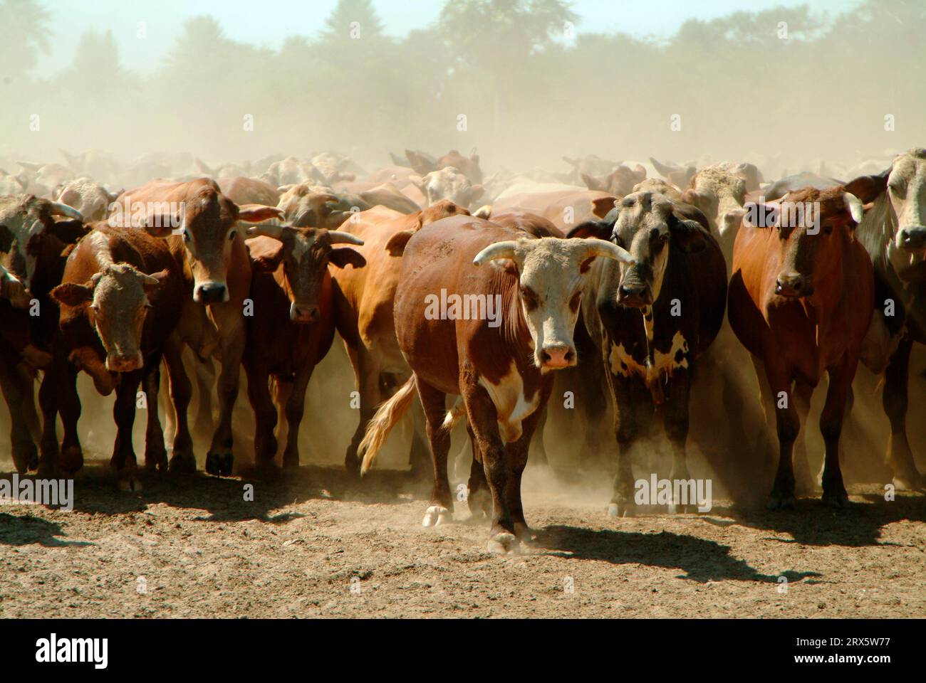 Herd of domestic cattle, Argentina Stock Photo - Alamy
