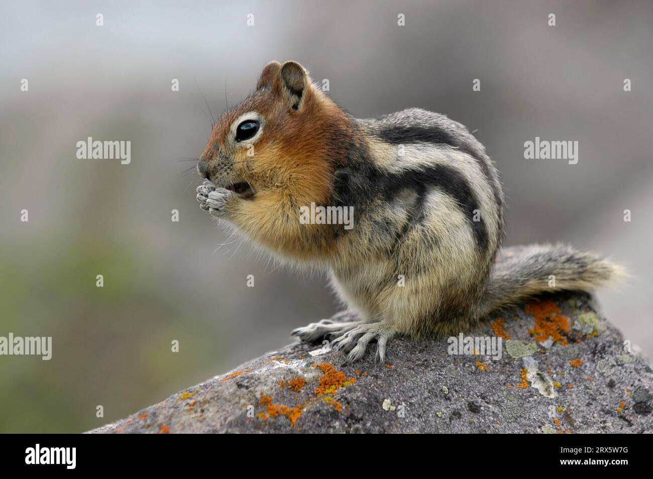 Jasper National Park, Alberta (Citellus lateralis), golden-mantled gopher (Spermophilus ...