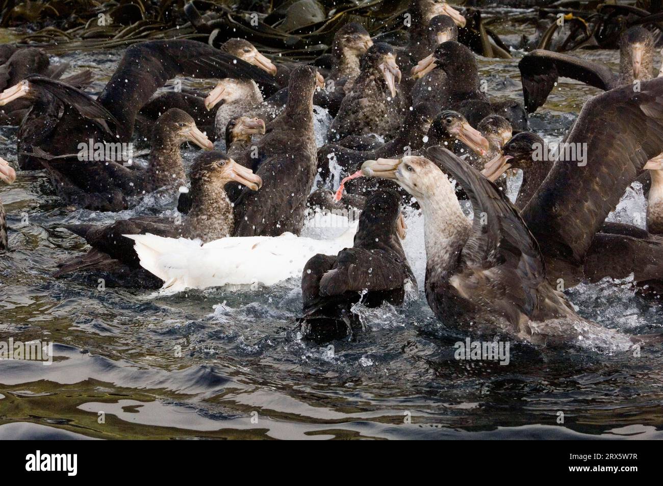 Southern Giant Petrels (Macronectes giganteus) scavenging dead Penguin ...
