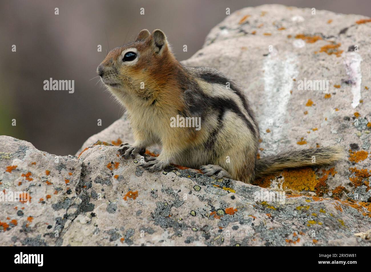 Jasper National Park, Alberta (Citellus lateralis), golden-mantled gopher (Spermophilus ...