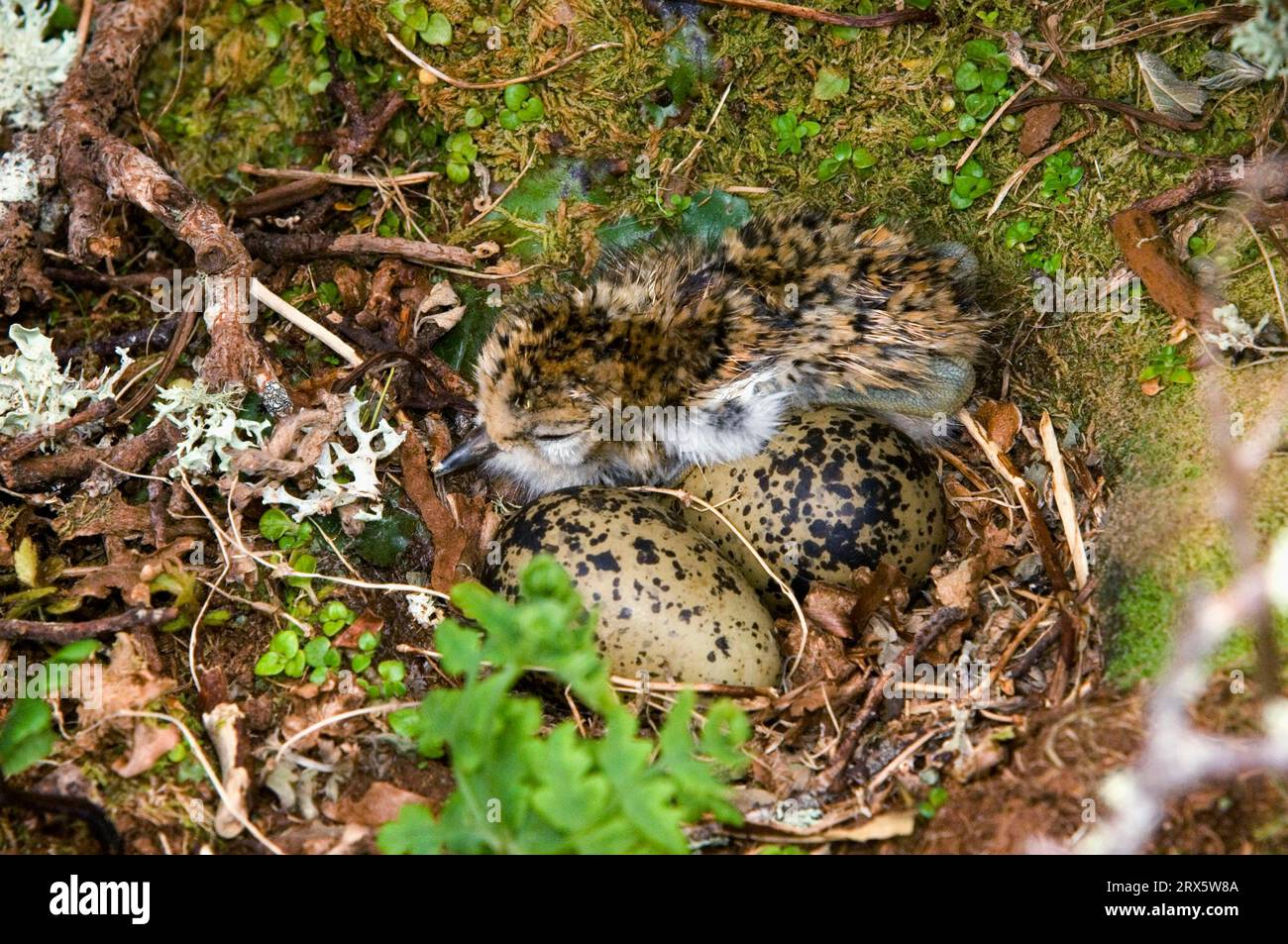 New Zealand Dotterel (Charadrius obscurus), freshly hatched chick and ...