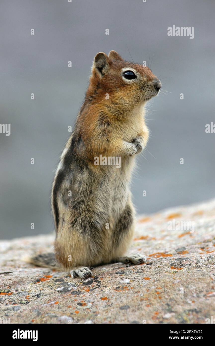Jasper National Park, Alberta (Citellus lateralis), golden-mantled gopher (Spermophilus ...
