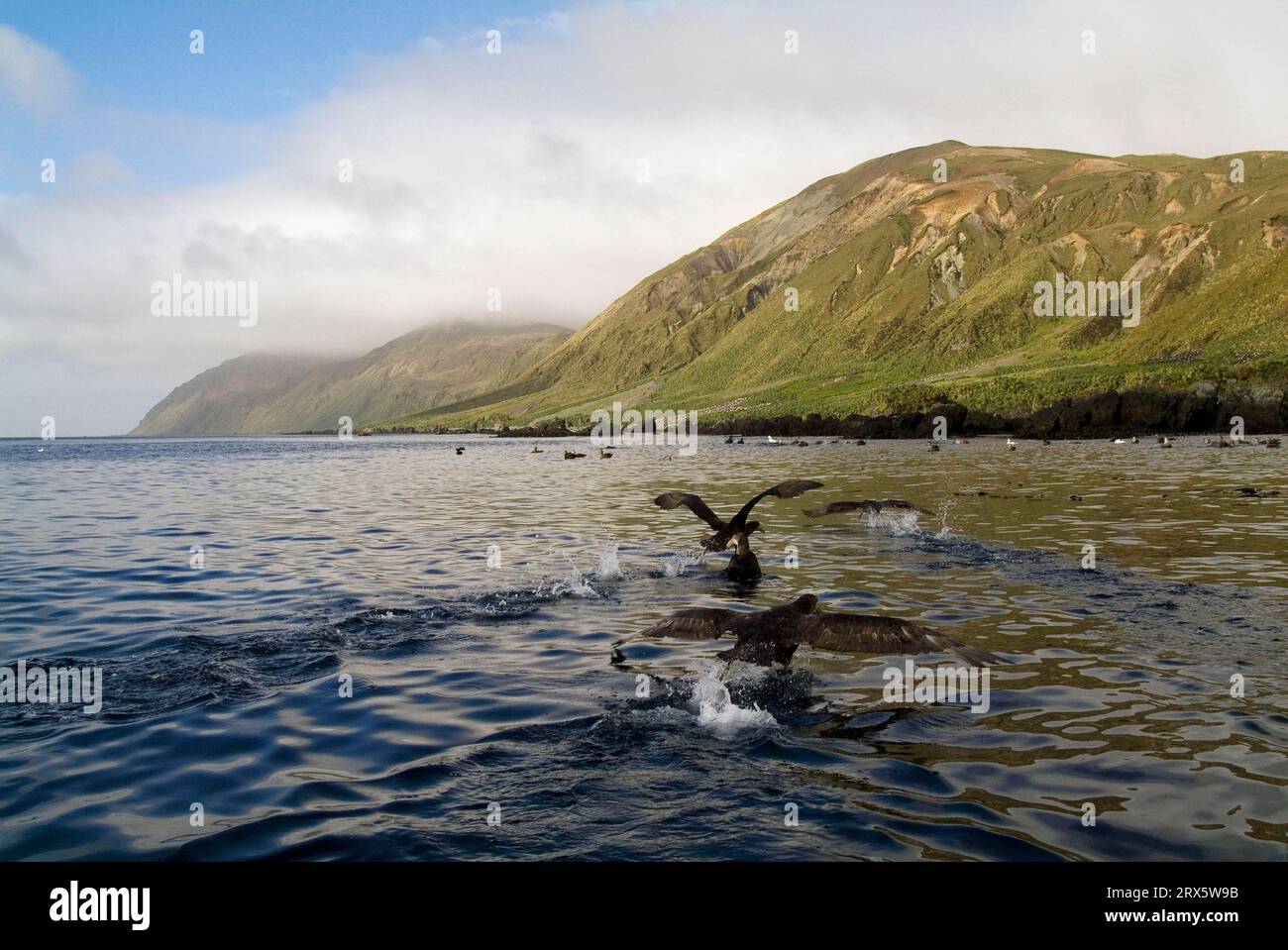 Southern Giant Petrels (Macronectes giganteus), starting, Lusitania Bay ...
