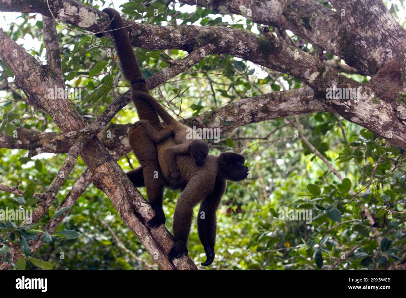 Grey woolly monkey with young (Lagothrix lagotricha), lateral, Brazil ...