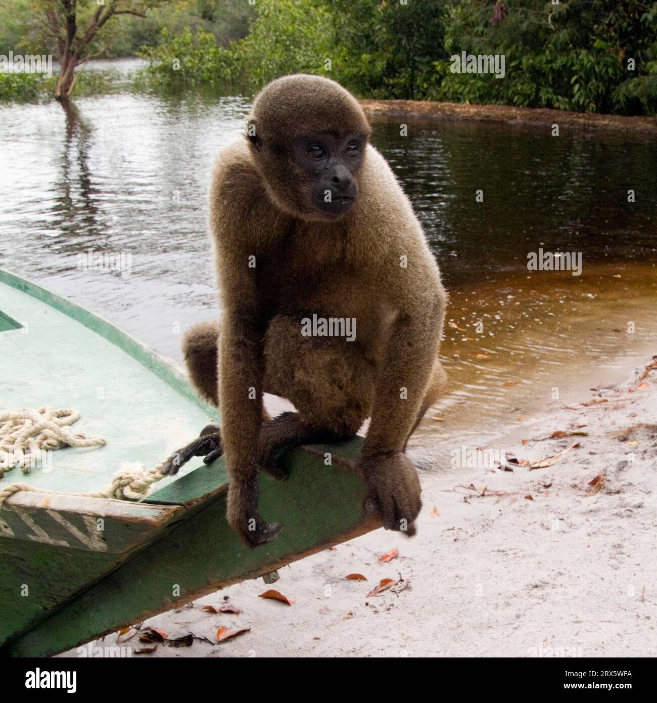 Common brown woolly monkey (Lagothrix lagotricha), Brazil Stock Photo ...