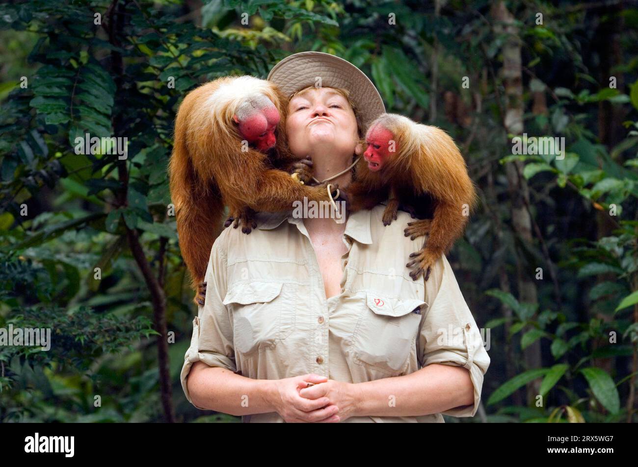Red uakari cacajao rubicundus hi-res stock photography and images - Alamy