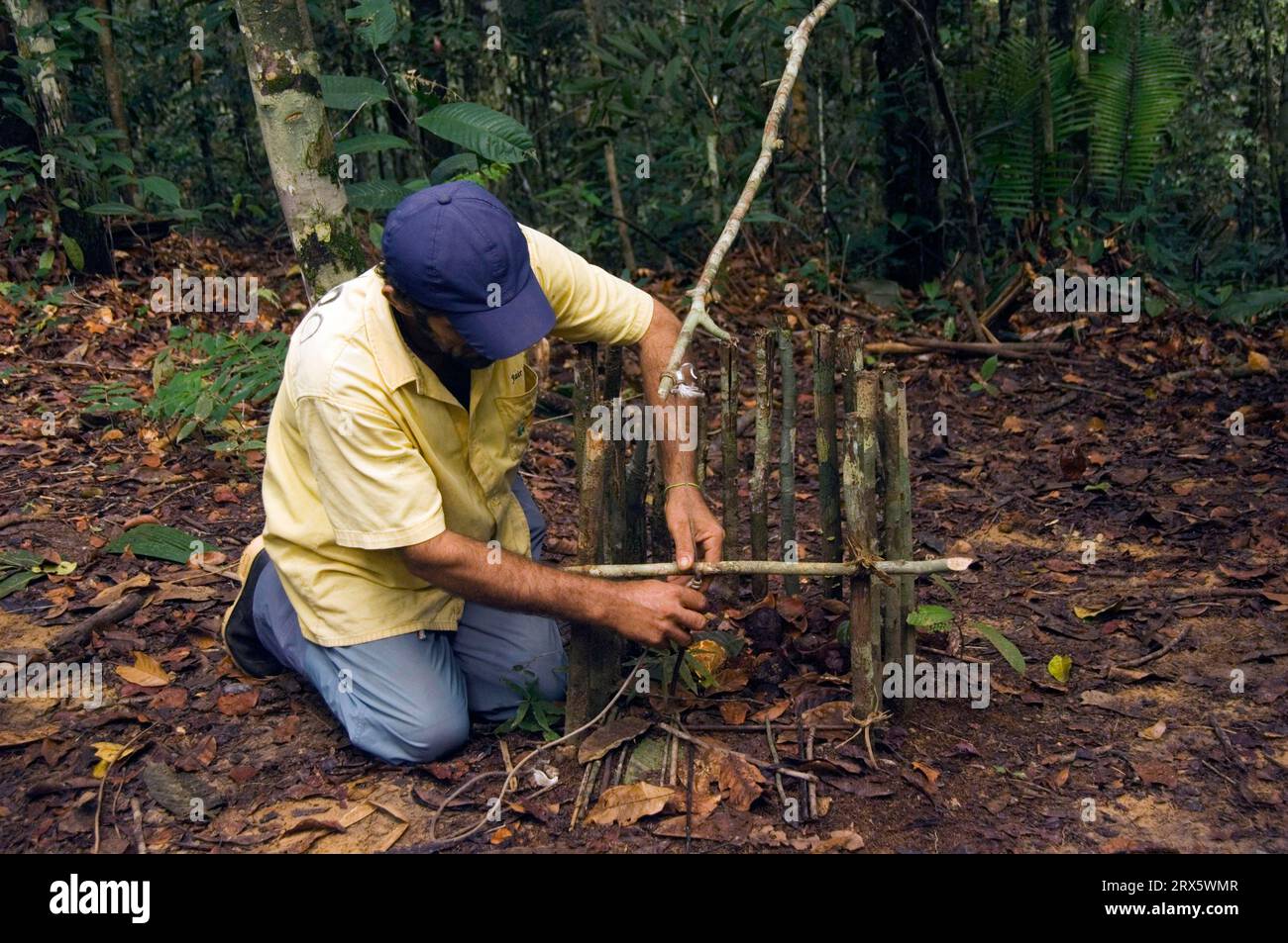 Hunters building an (agouti) trap, Amazonas state, Brazil Stock Photo ...