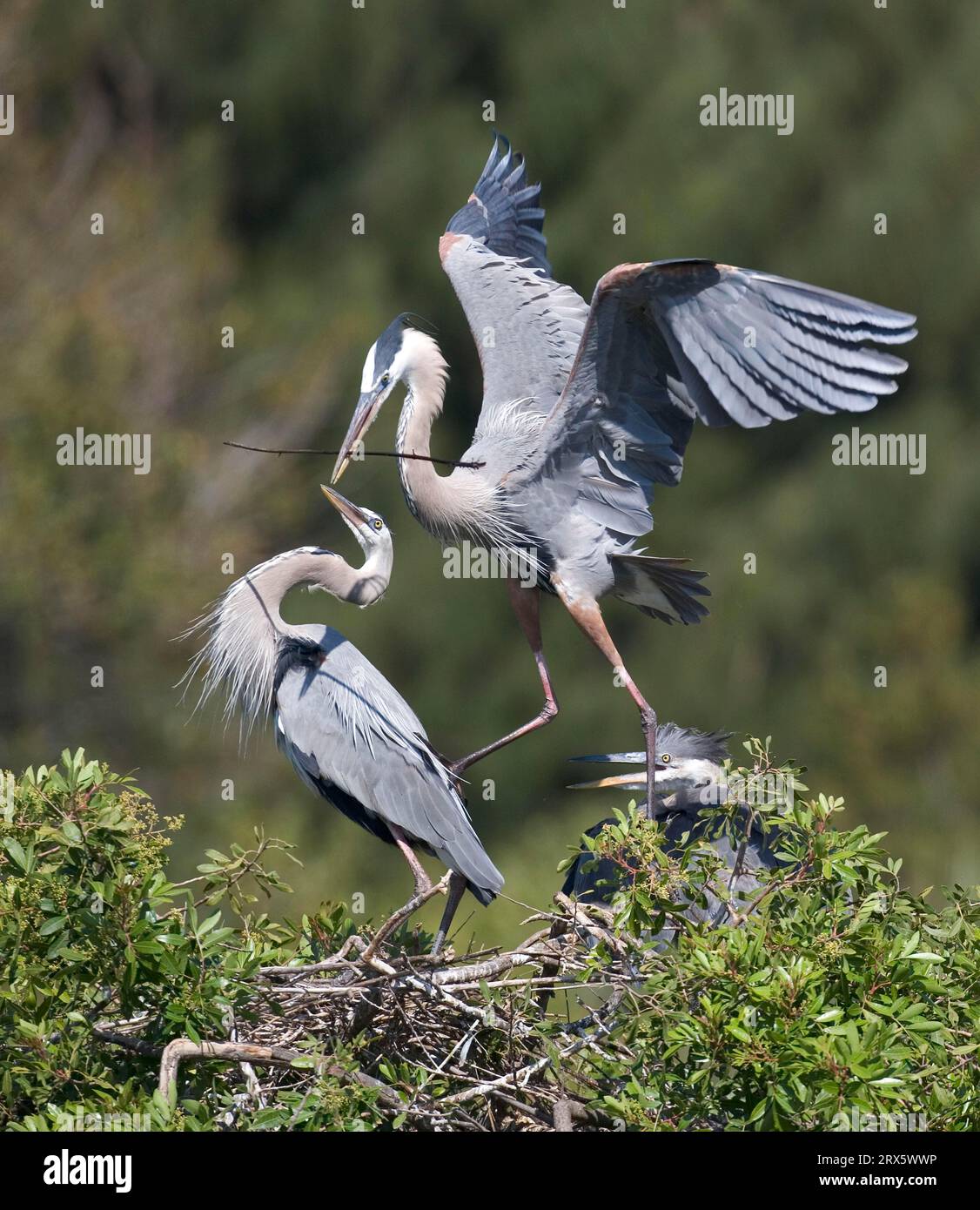 Great blue heron (Ardea herodias), pair with nesting material, Florida ...