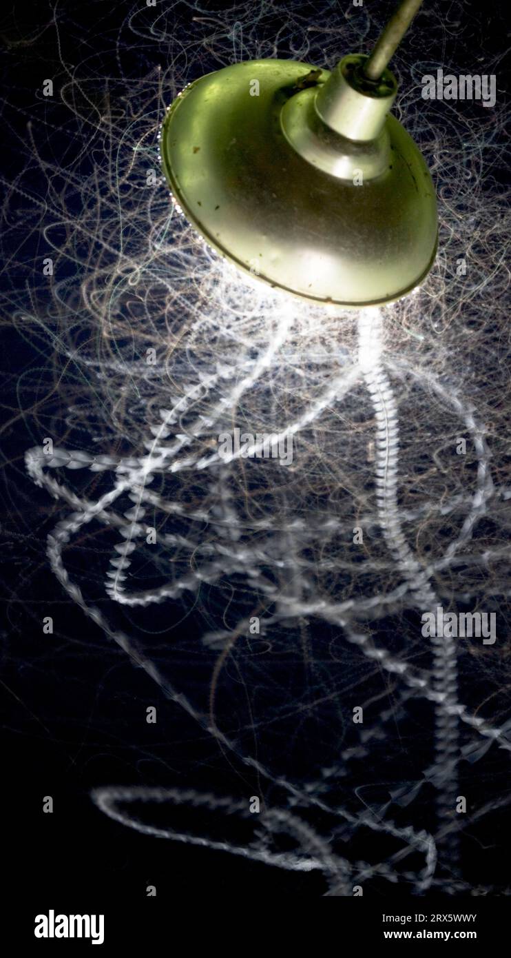 Flight tracks of insects in the light of a lamp, Pantanal, Brazil Stock ...