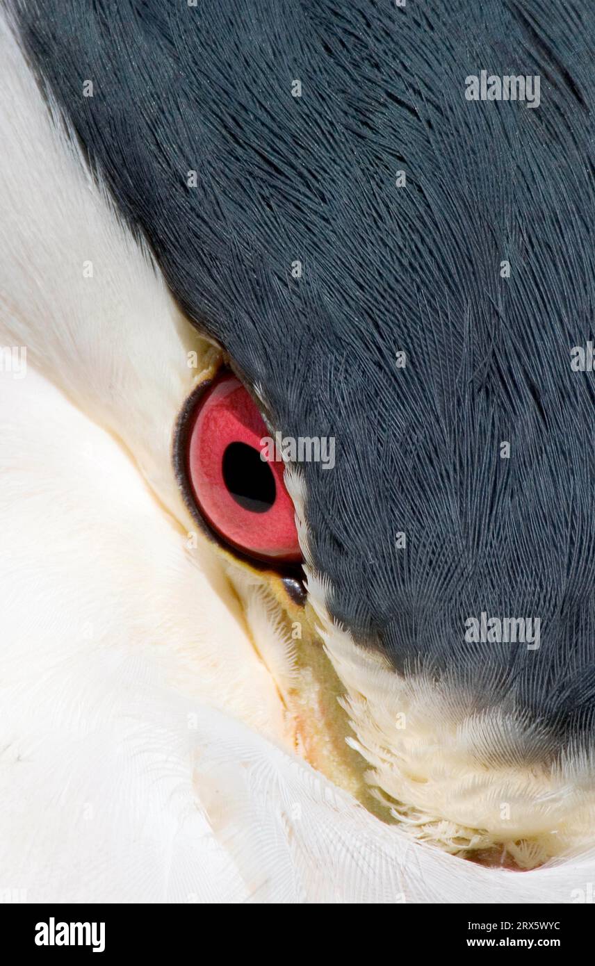 Black-crowned Night-Heron (Nycticorax nycticorax), eye, Audubon ...
