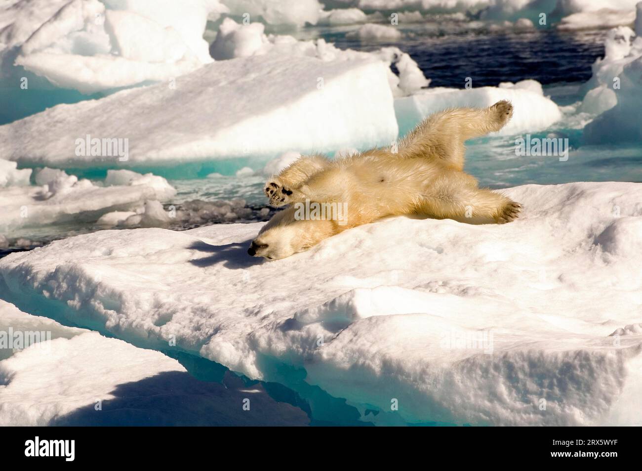 Polar bear (Thalassarctos maritimus), Davis Strait, Labrador, polar ...