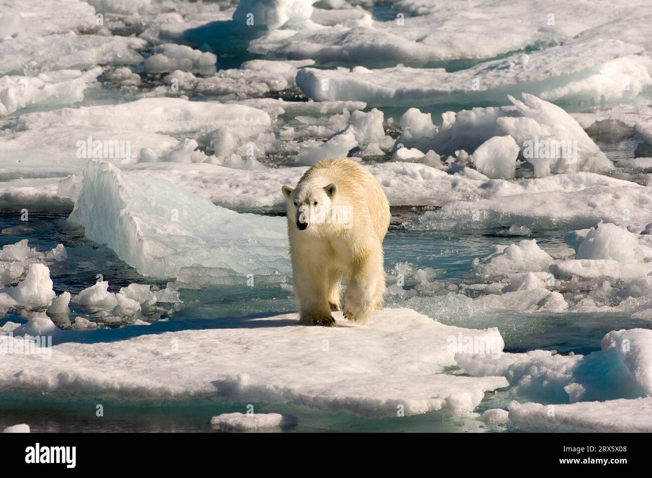 Labrador canada polar bear hi-res stock photography and images - Alamy
