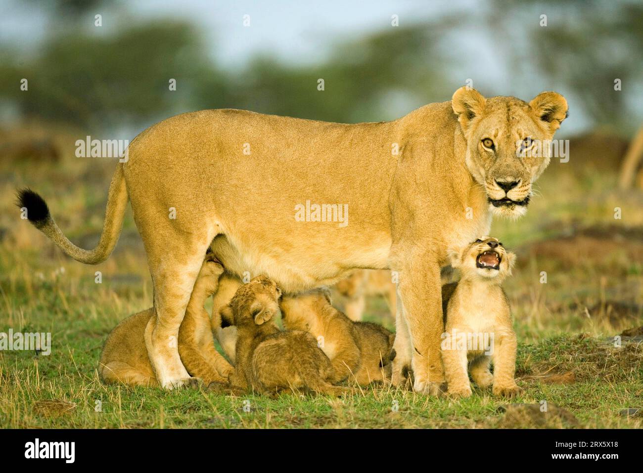 African lions (Panthera leo), lioness and cubs, Massai Mara Game ...
