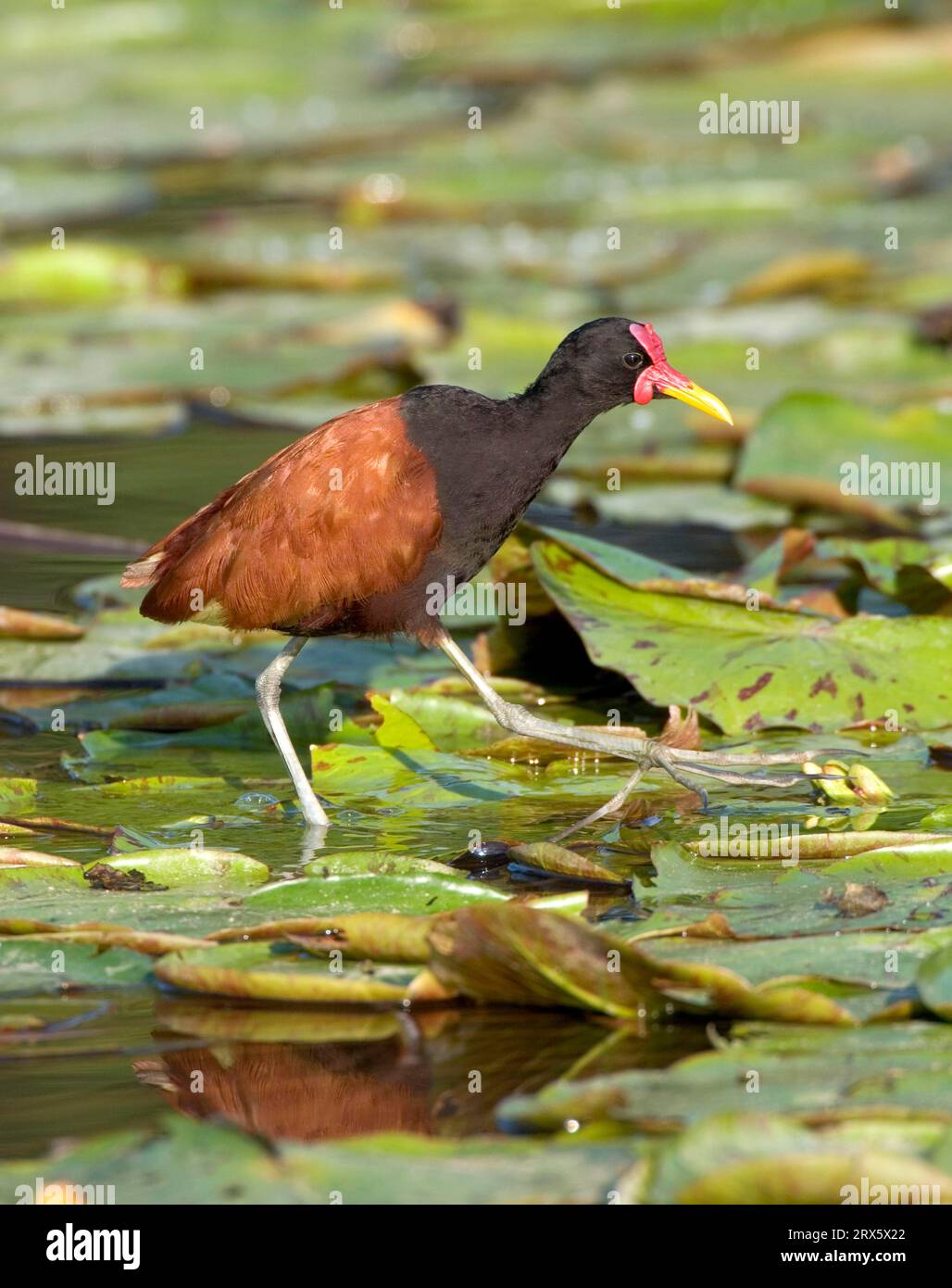 Red fronted jacana hi-res stock photography and images - Alamy
