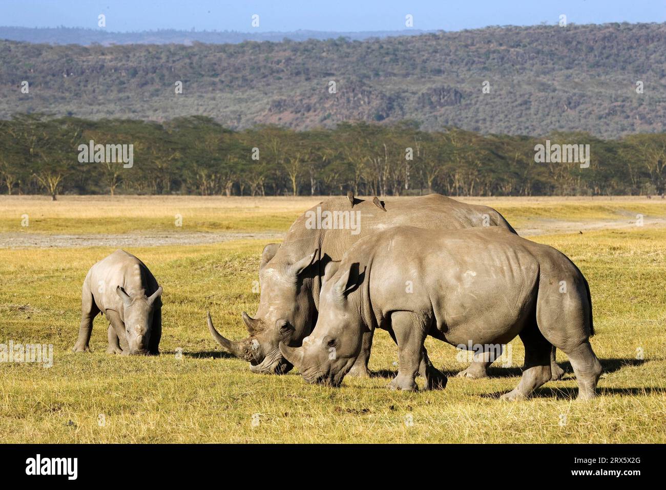 White rhinoceroses (Ceratotherium simum), pair with young, Lake Nakuru ...