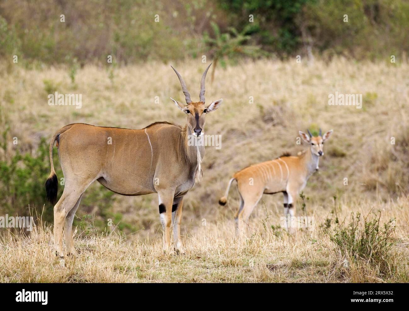 Common elands antelope (Taurotragus oryx), female and young, Massai ...