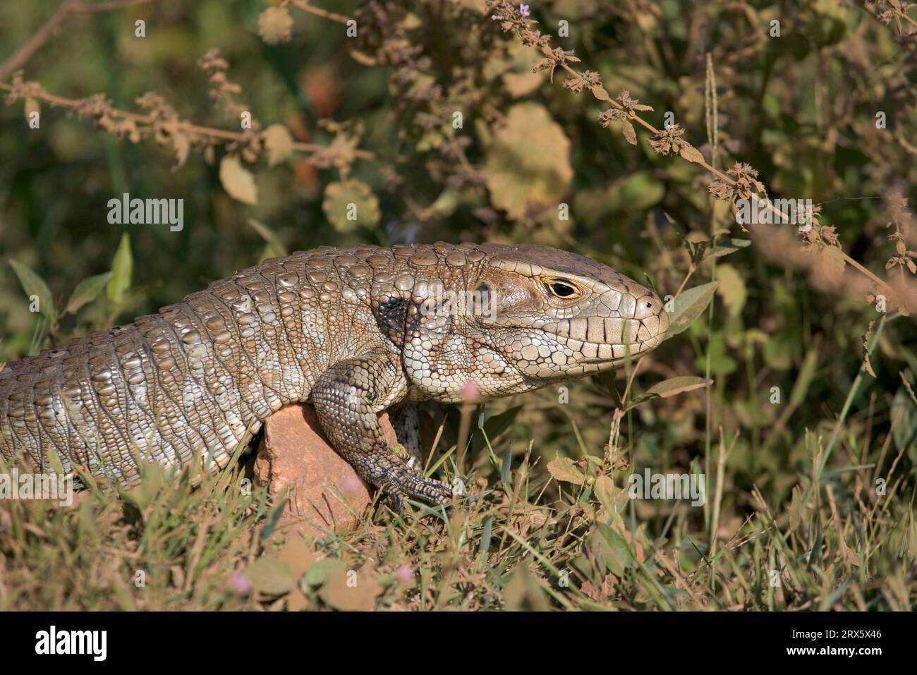 Paraguay caiman lizard, Panatal (Dracaena guianensis) (Dracaena ...