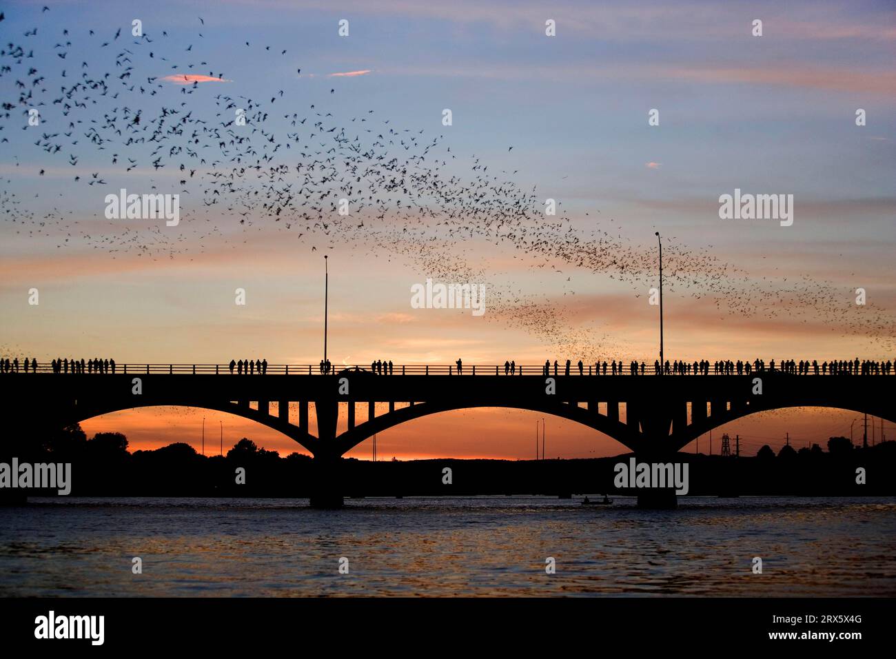 Mexican bulldog bats, Congress Avenue Bridge at dusk, Austin, Texas ...
