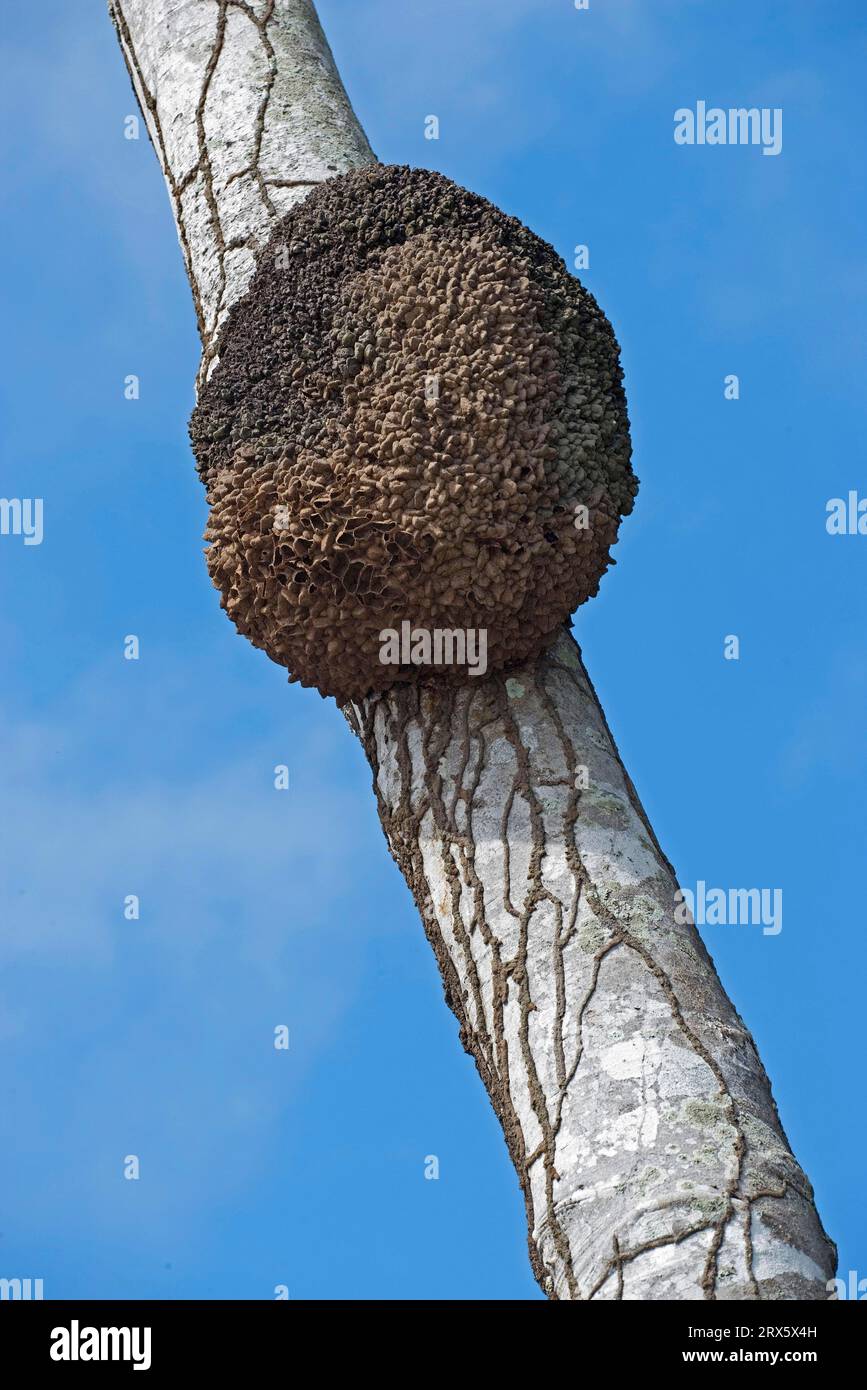 Termite nest, Pantanal, termite burrow, tree termites, Brazil Stock ...