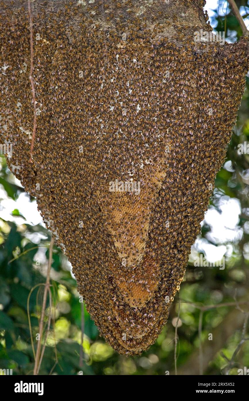 African killer bee (Apis mellifera), Pantanal, bee, bee swarm, hive ...
