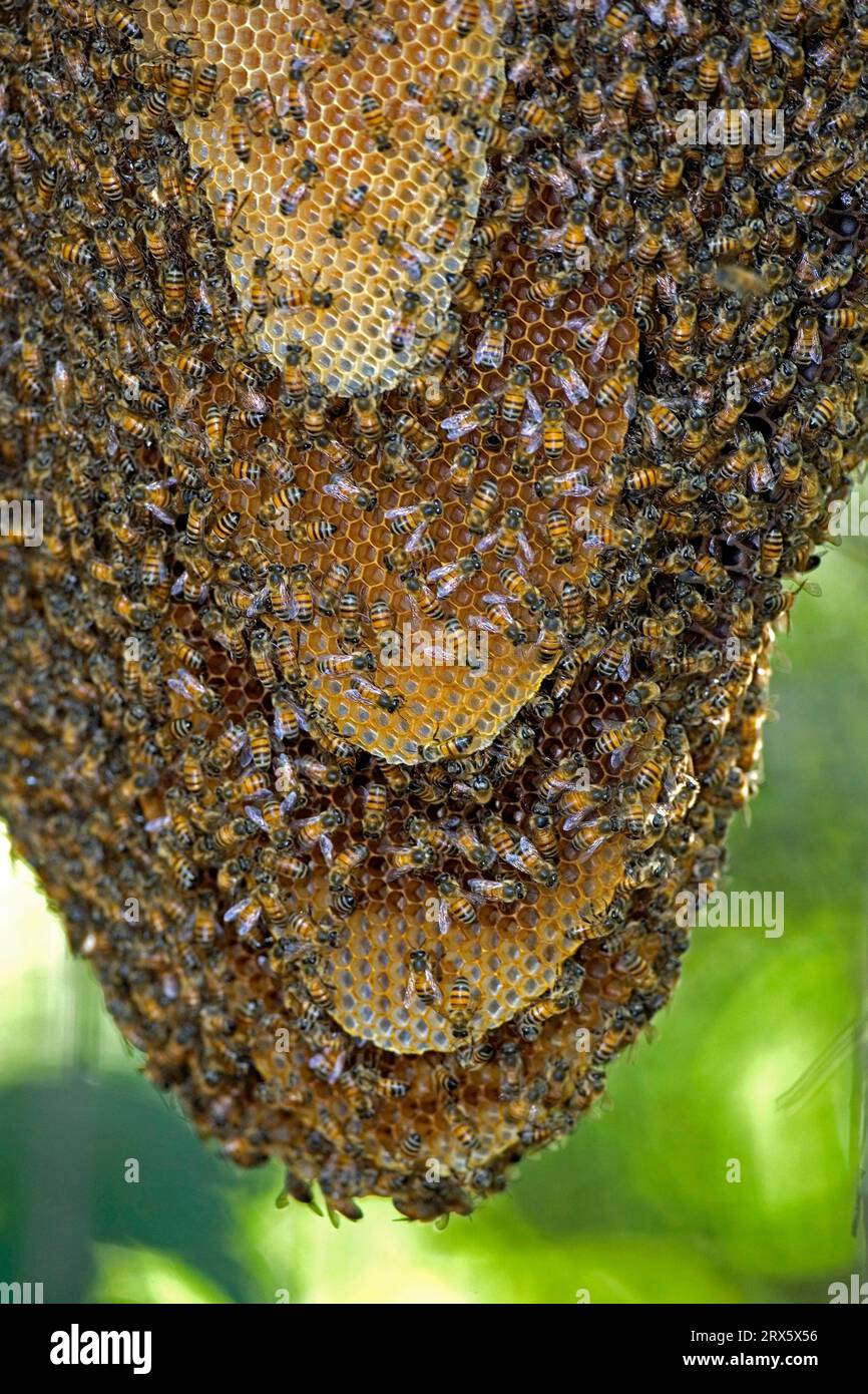 African killer bee (Apis mellifera), Pantanal, bee, bee swarm, hive ...