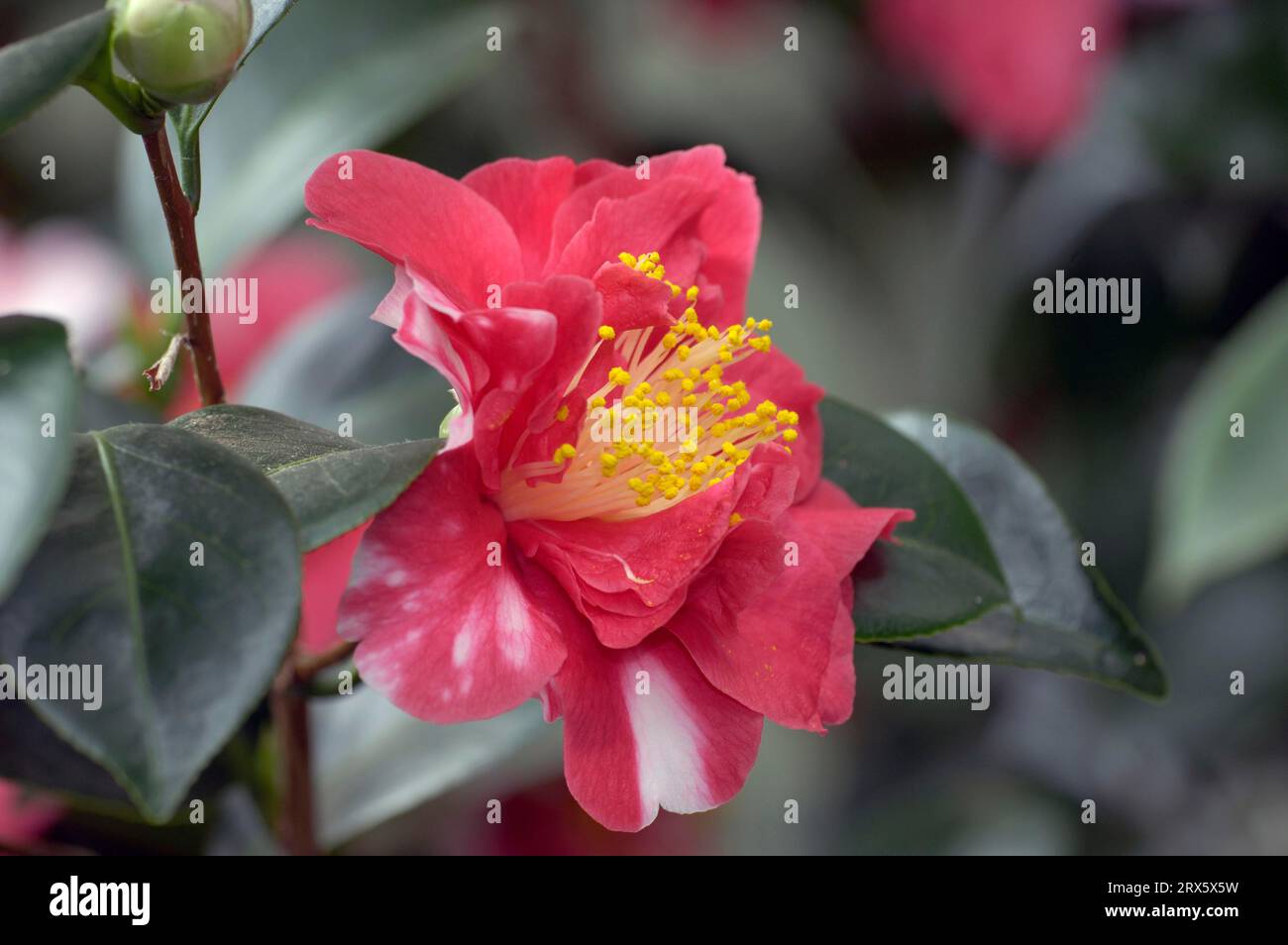 Camellias (Camellia), tea shrub family, Theaceae Stock Photo - Alamy