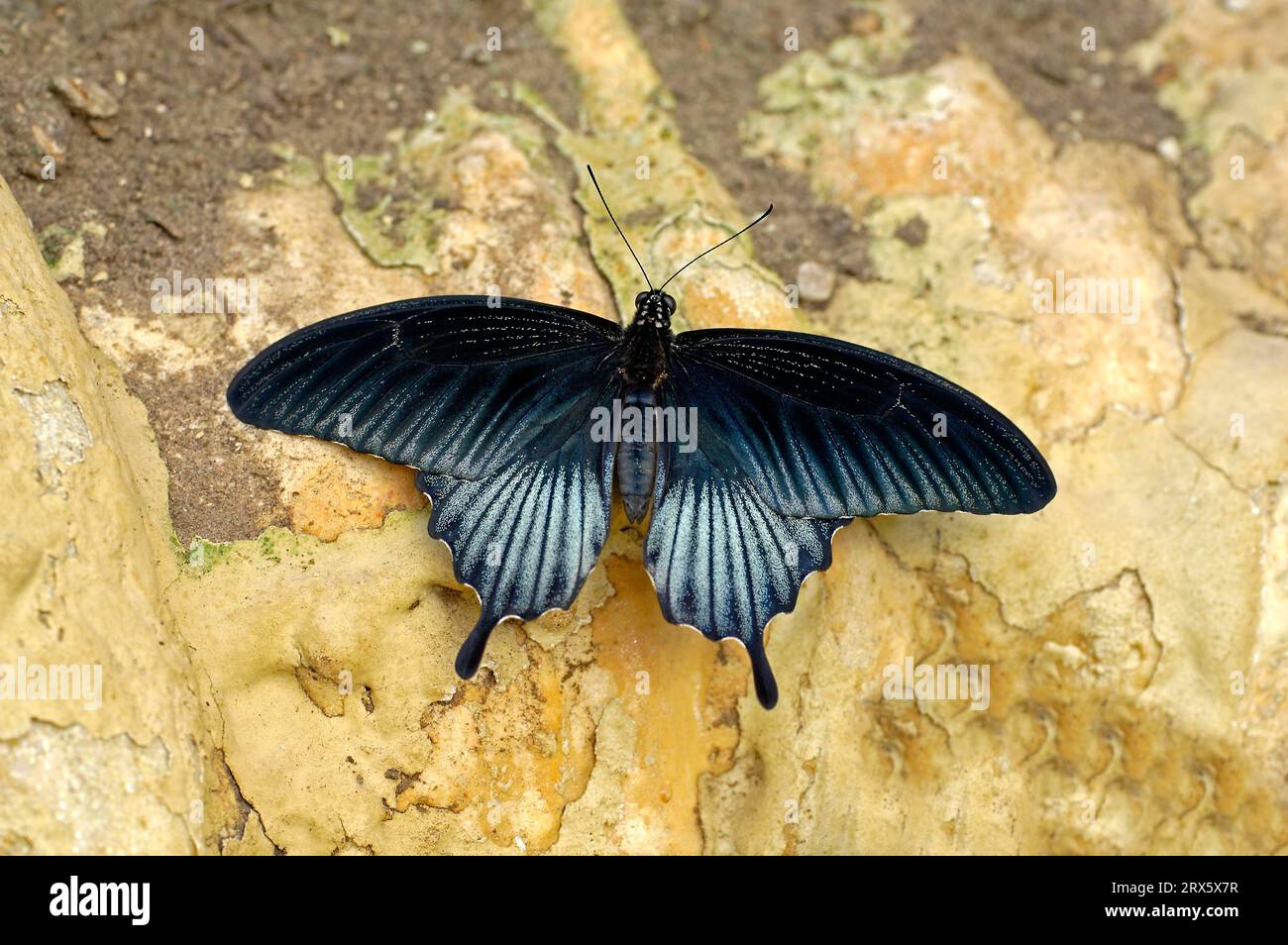 Knight butterfly, Khao Yai National Park (Papilio bianor), crow ...