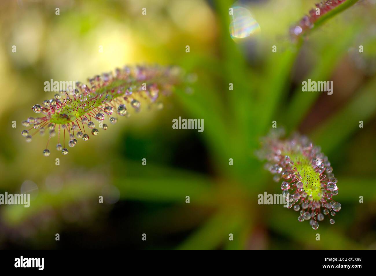 Cape Sundew (Drosera capensis Stock Photo - Alamy