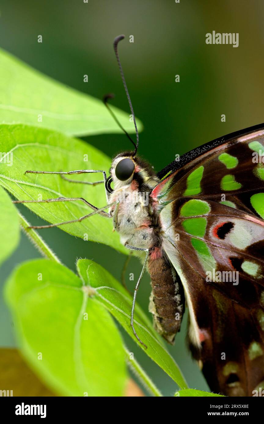 Curved jay, Khao Yai green-spotted triangle (Graphium agamemnon ...