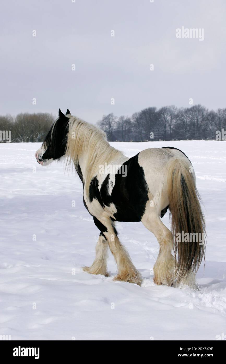 Irish tinker pony Stock Photo - Alamy