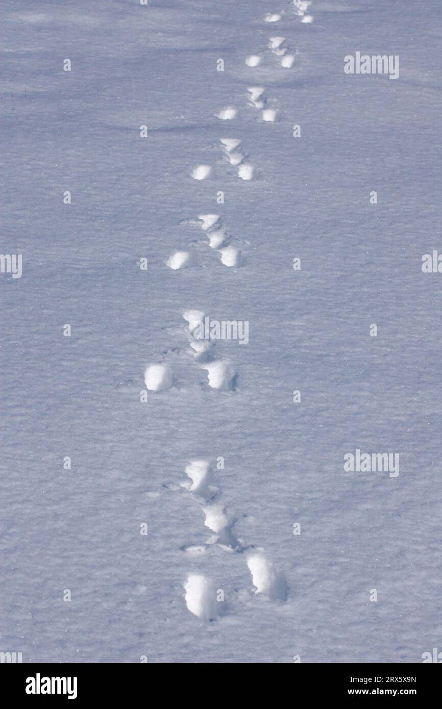 Brown Hare (Lepus europaeus) tracks in snow, Schleswig-Holstein ...