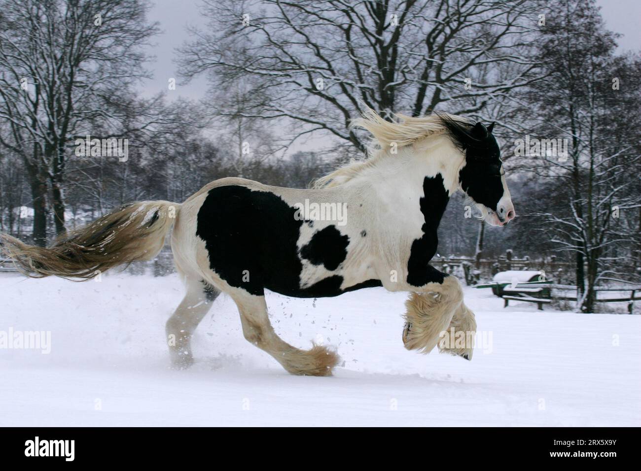 Irish Tinker Pony, lateral Stock Photo - Alamy