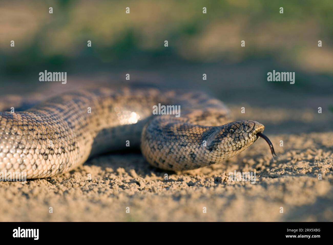 Jaculus hi-res stock photography and images - Alamy