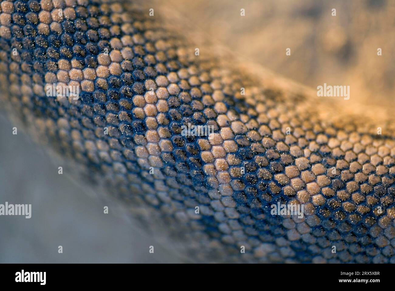 Jaculus hi-res stock photography and images - Alamy