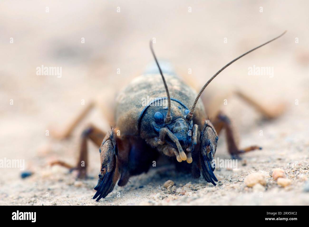 Cricket face hi-res stock photography and images - Alamy