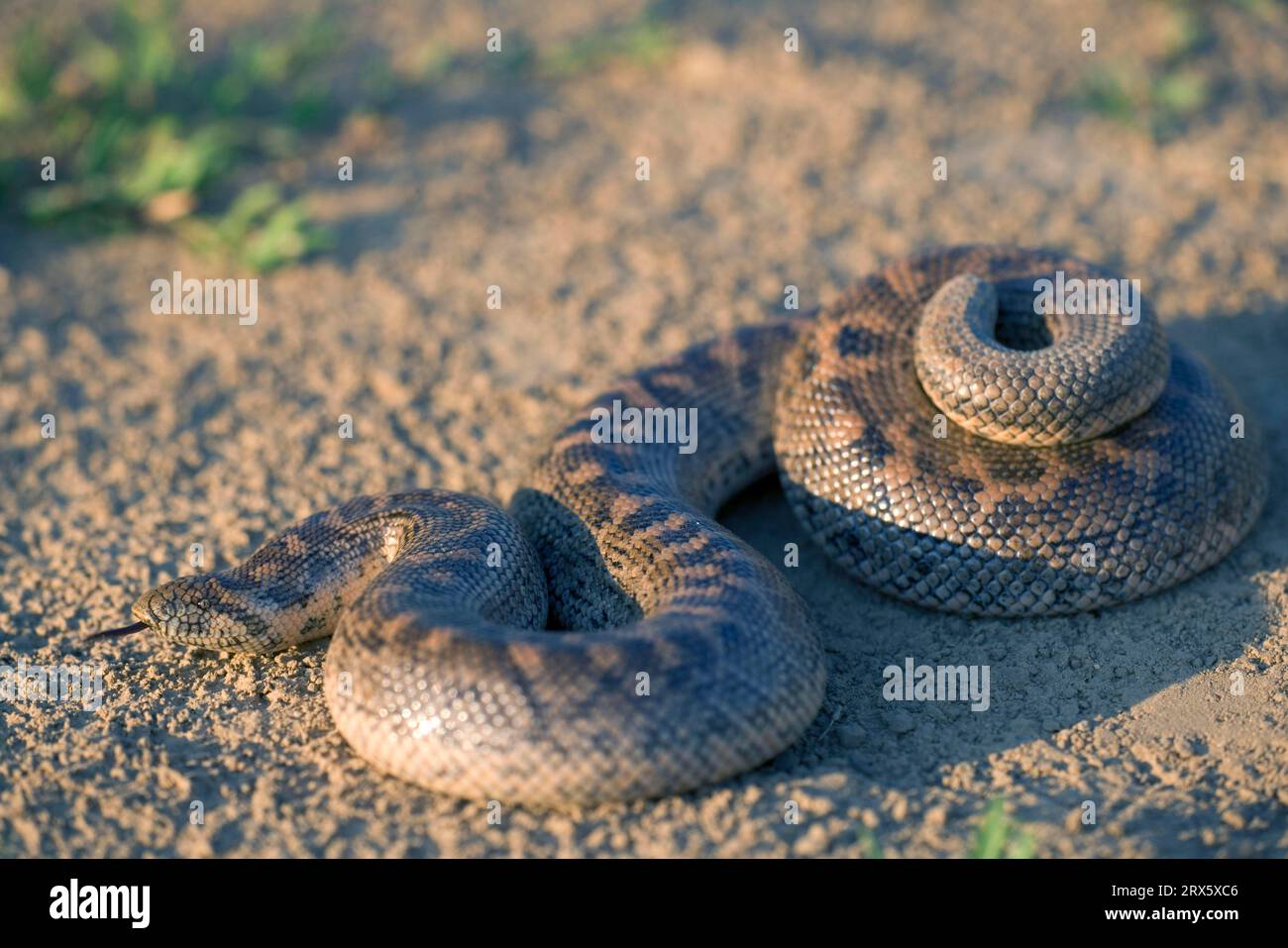 Jaculus hi-res stock photography and images - Alamy