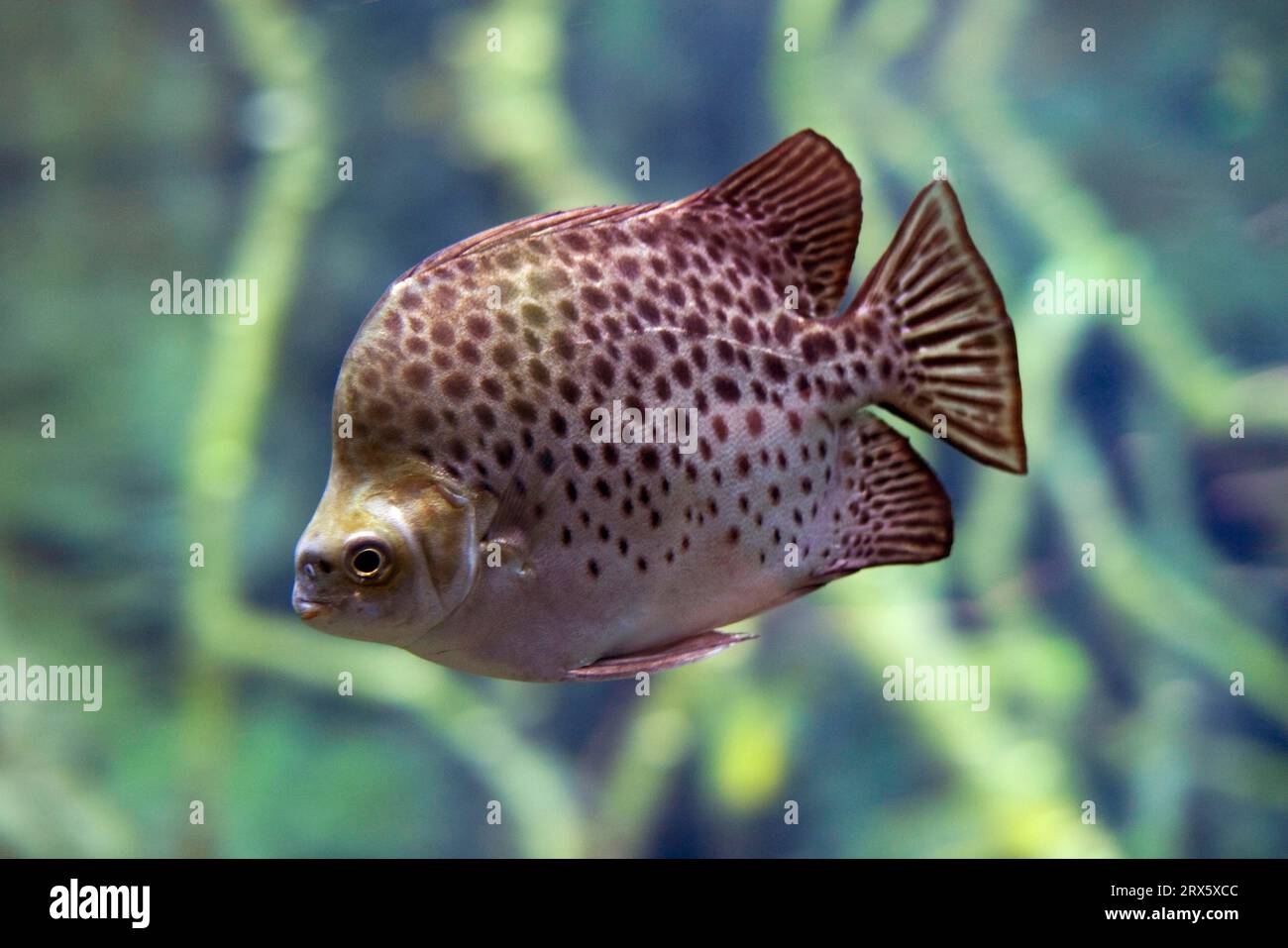 Red argus fish (Scatophagus argus atromaculatus), red-fronted argus ...