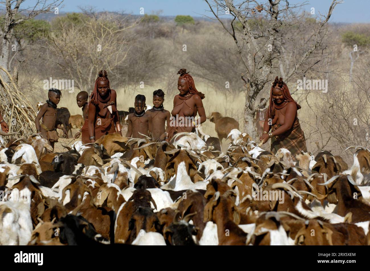 Himba with domestic goats, Kaokoland, goat, goats, domestic goat ...