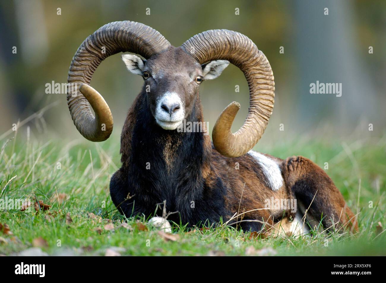 Mouflon ram (Ovis ammon) (Ovis orientalis Stock Photo - Alamy
