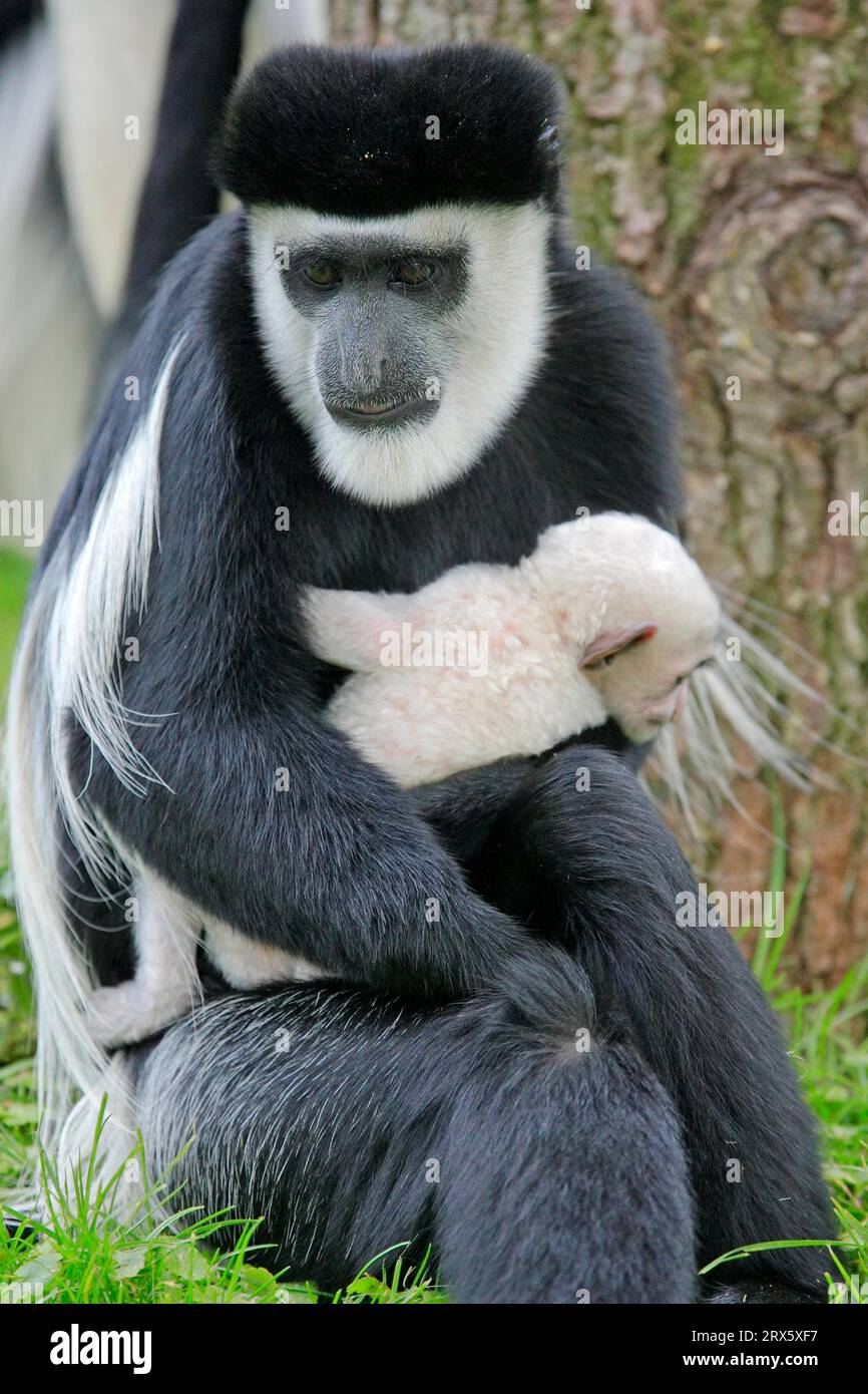 Stubby animal hi-res stock photography and images - Alamy