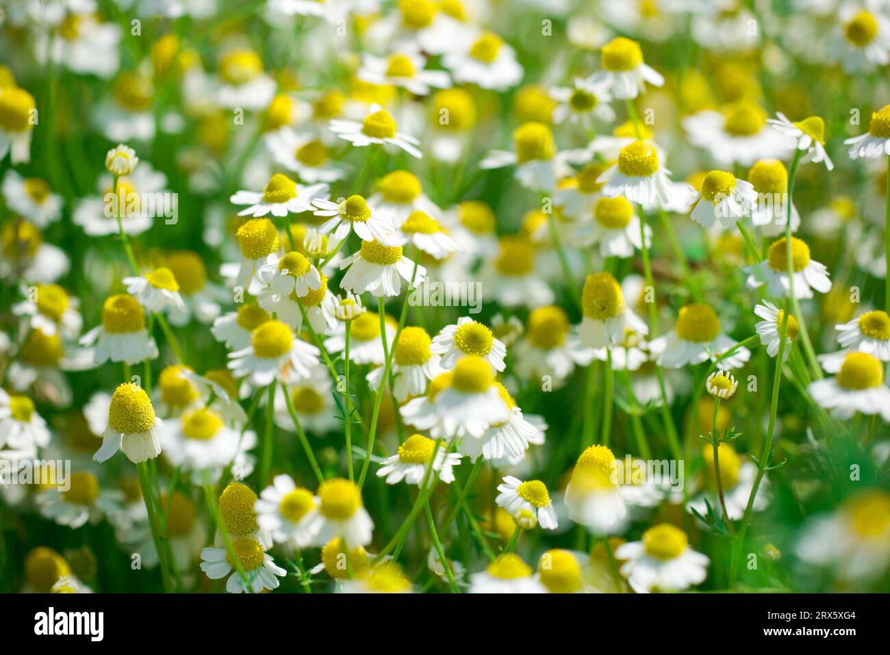 Matricaria maritima hi-res stock photography and images - Alamy