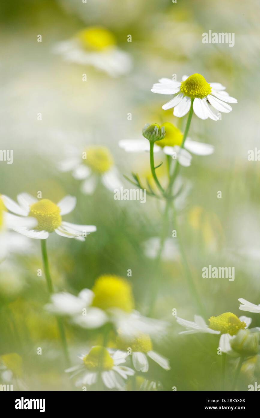 Matricaria maritima hi-res stock photography and images - Alamy
