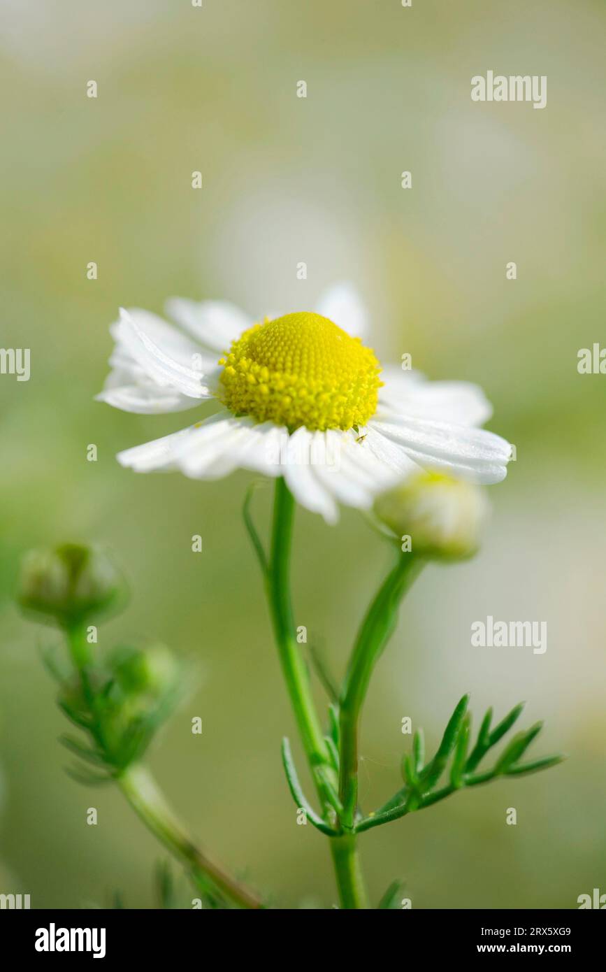 Matricaria maritima hi-res stock photography and images - Alamy