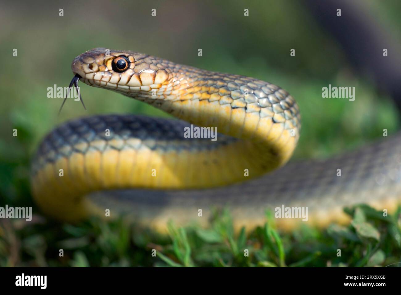 Black whipsnake hi-res stock photography and images - Alamy