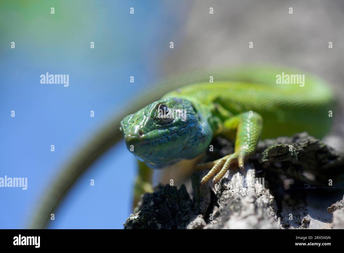 Green lizard (Lacerta viridis), lizard Stock Photo - Alamy