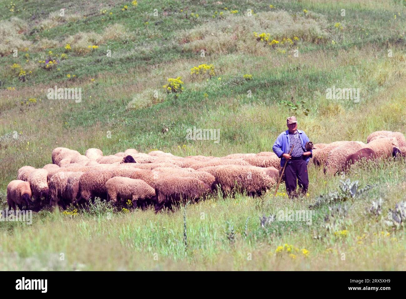 Shepherd with flock of sheep, Sheep, Sheep, Bulgaria Stock Photo - Alamy