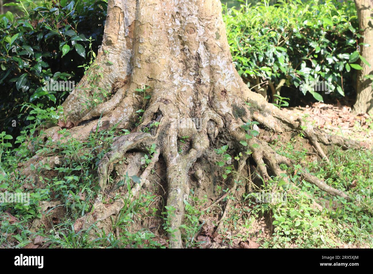 Tree Roots in The Garden Stock Photo - Alamy