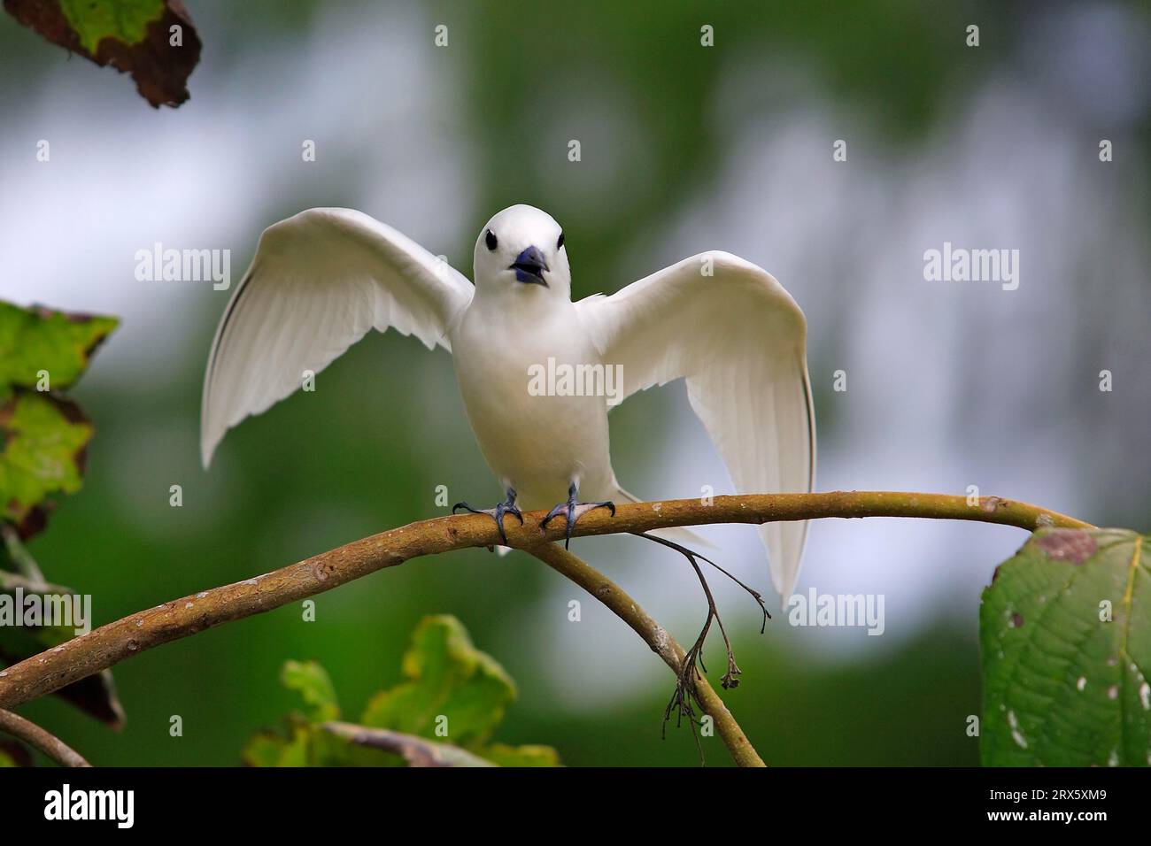 White tern (gygis alba), white tern, bird island, seychelles Stock ...