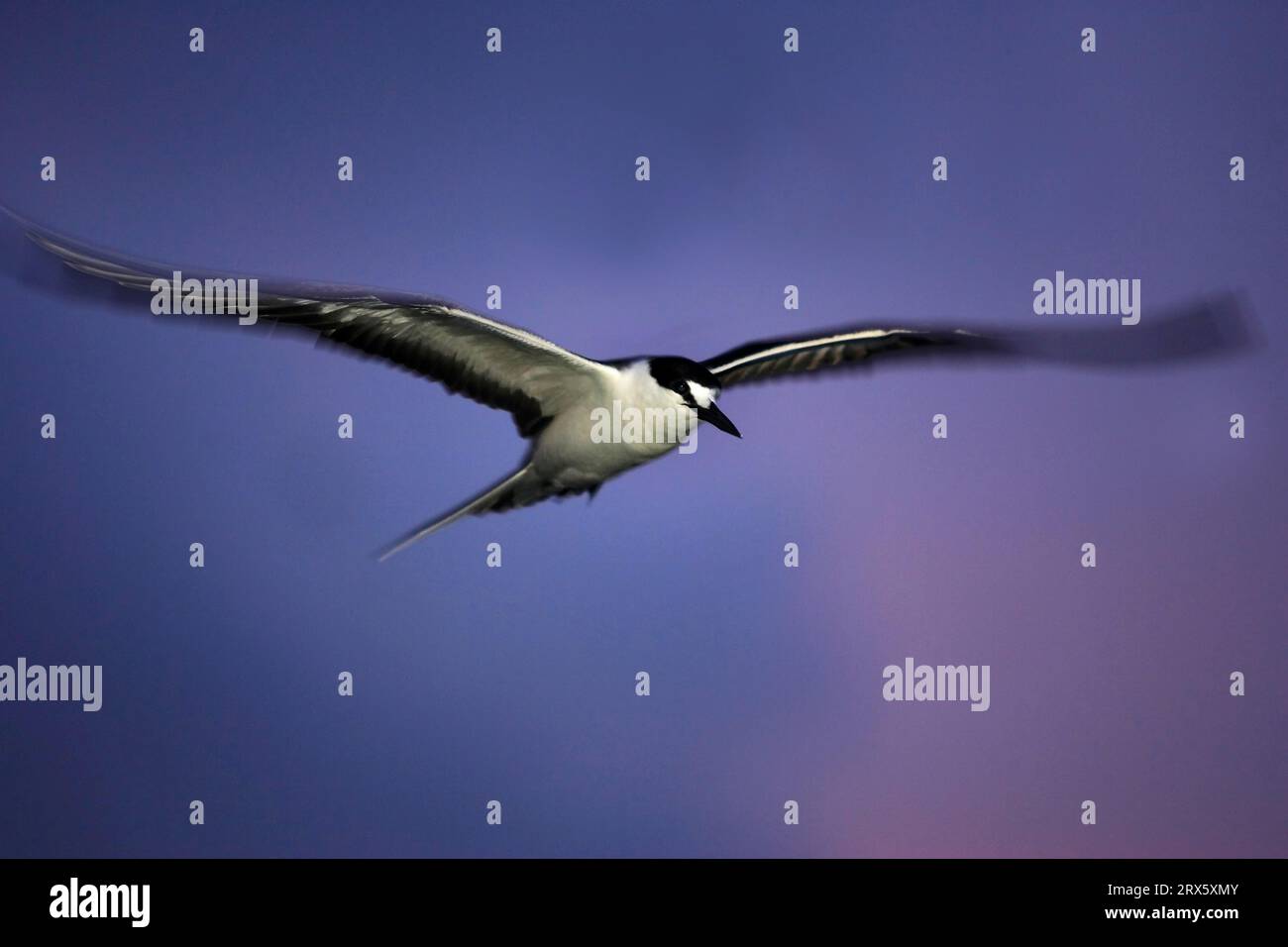 Sooty Tern (Onychoprion fuscatus), Sooty Tern, Sterna fuscata, Sooty ...