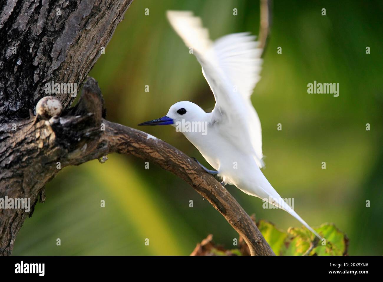 White tern (gygis alba), white tern, bird island, seychelles Stock ...